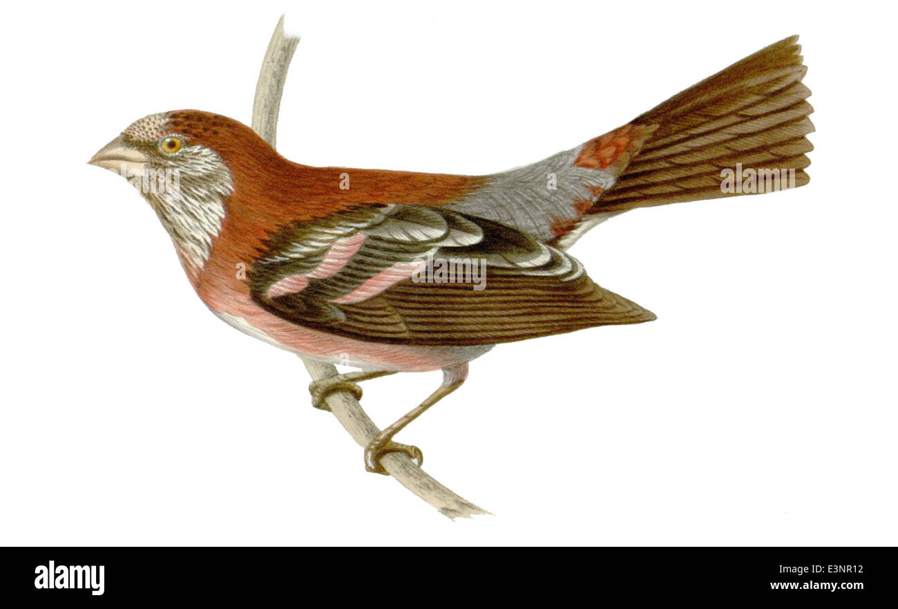 Carpodacus trifasciatus hi-res stock photography and images - Alamy