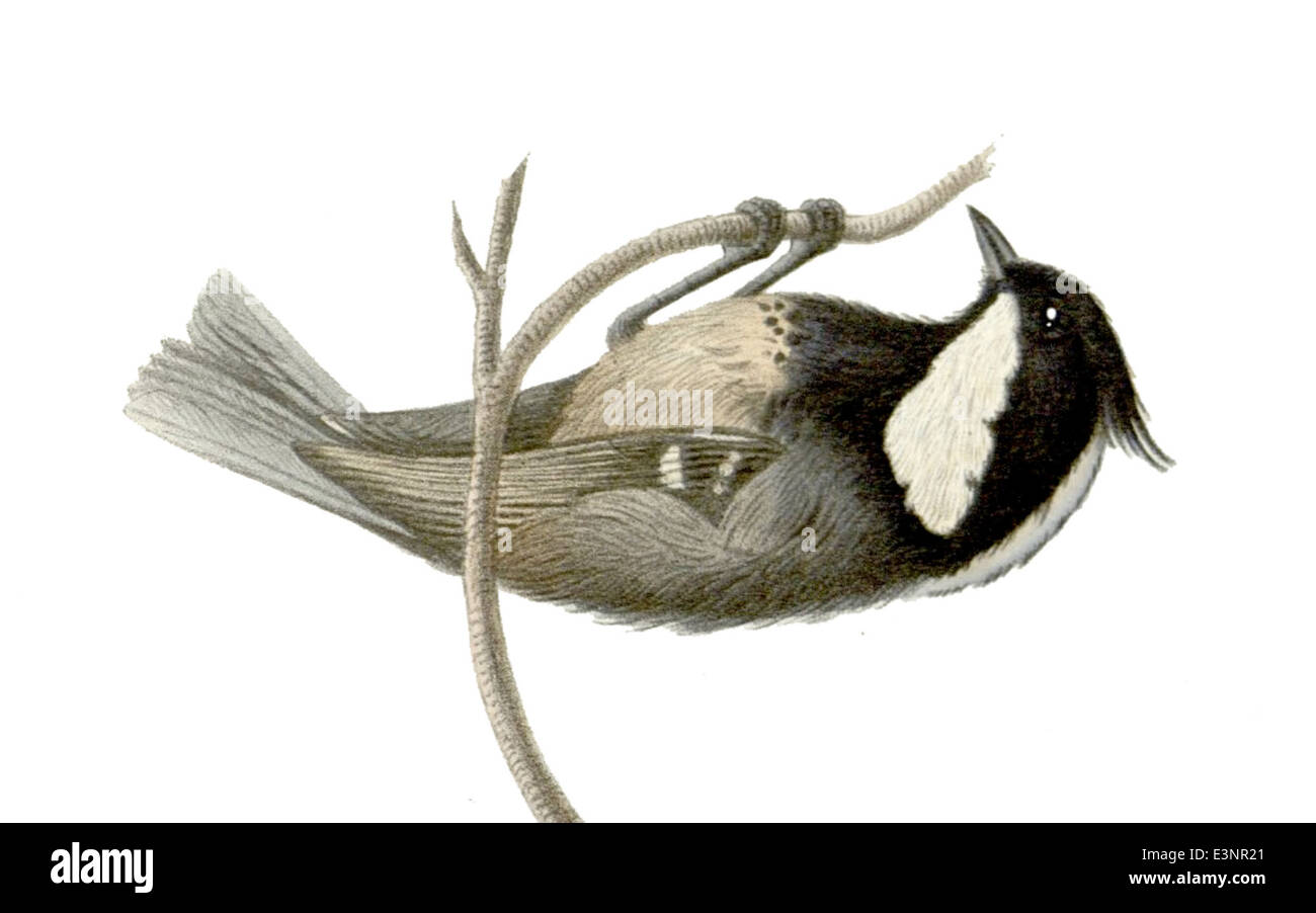 Parus Cut Out Stock Images & Pictures - Alamy