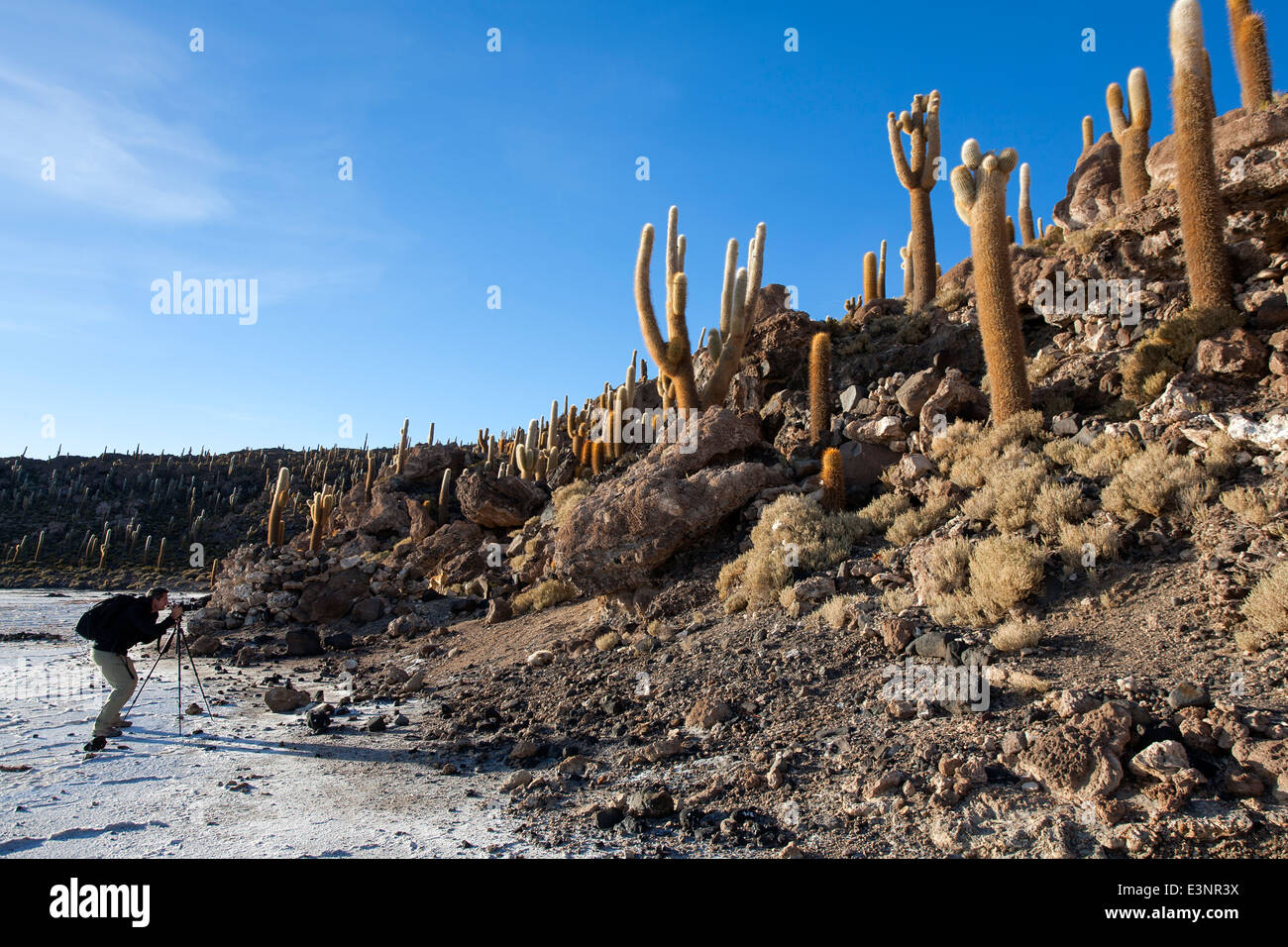 Man photographing the giant cactus. Fish Island (Isla del Pescado ...