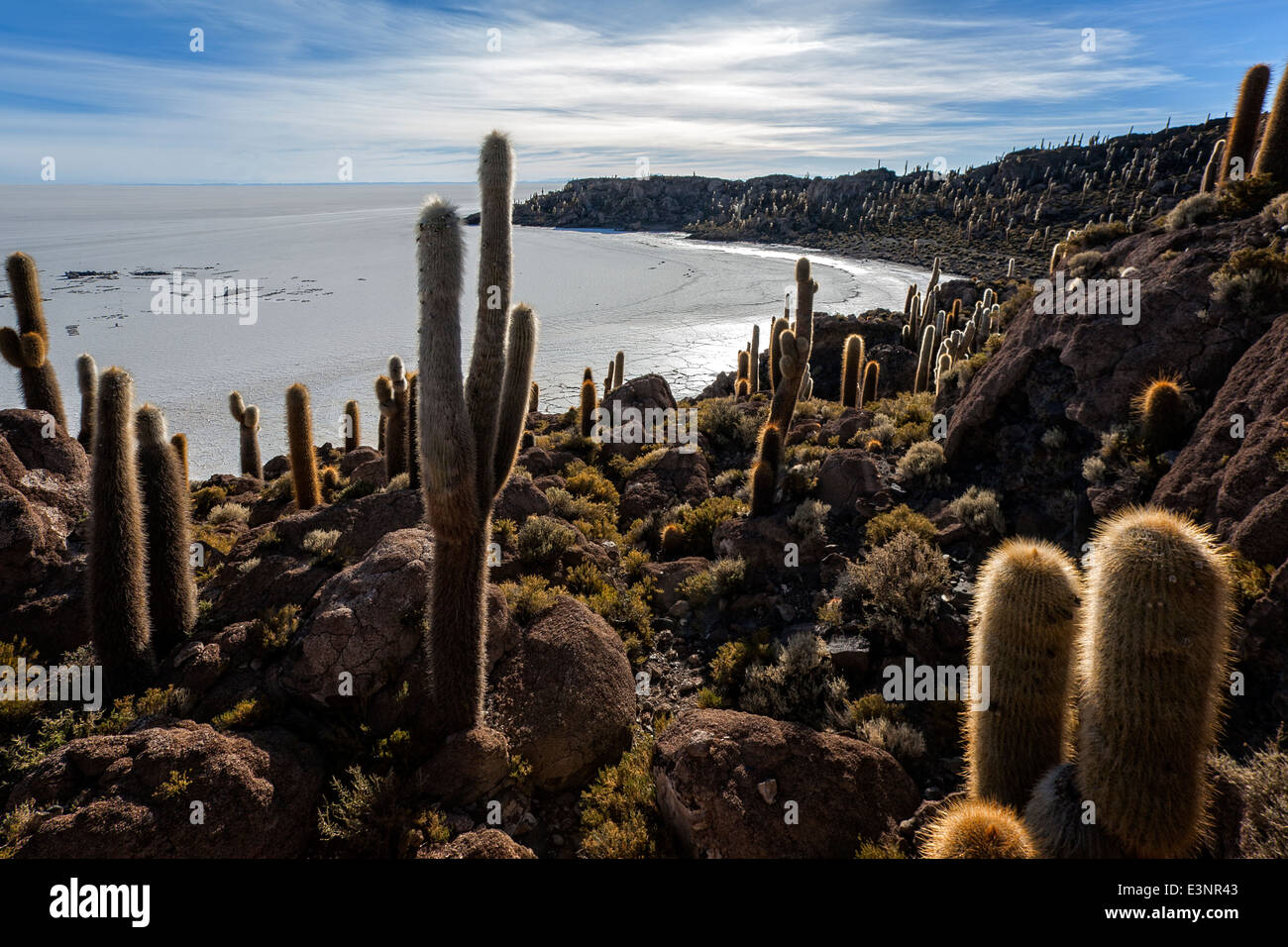 Giant cactus. Fish Island (Isla del Pescado). Salar de Uyuni. Bolivia ...