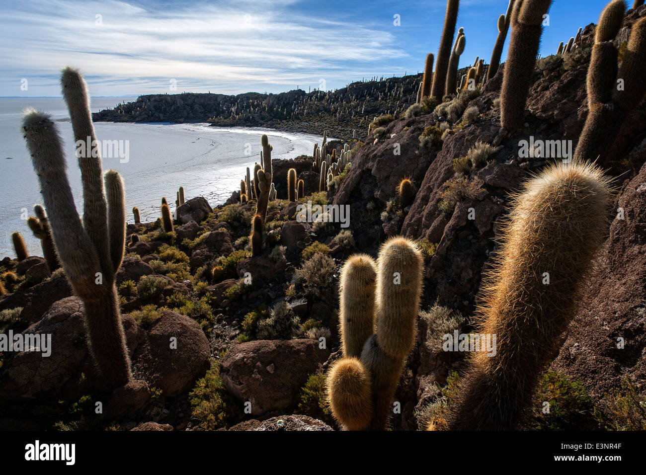 Giant cactus. Fish Island (Isla del Pescado). Salar de Uyuni. Bolivia ...