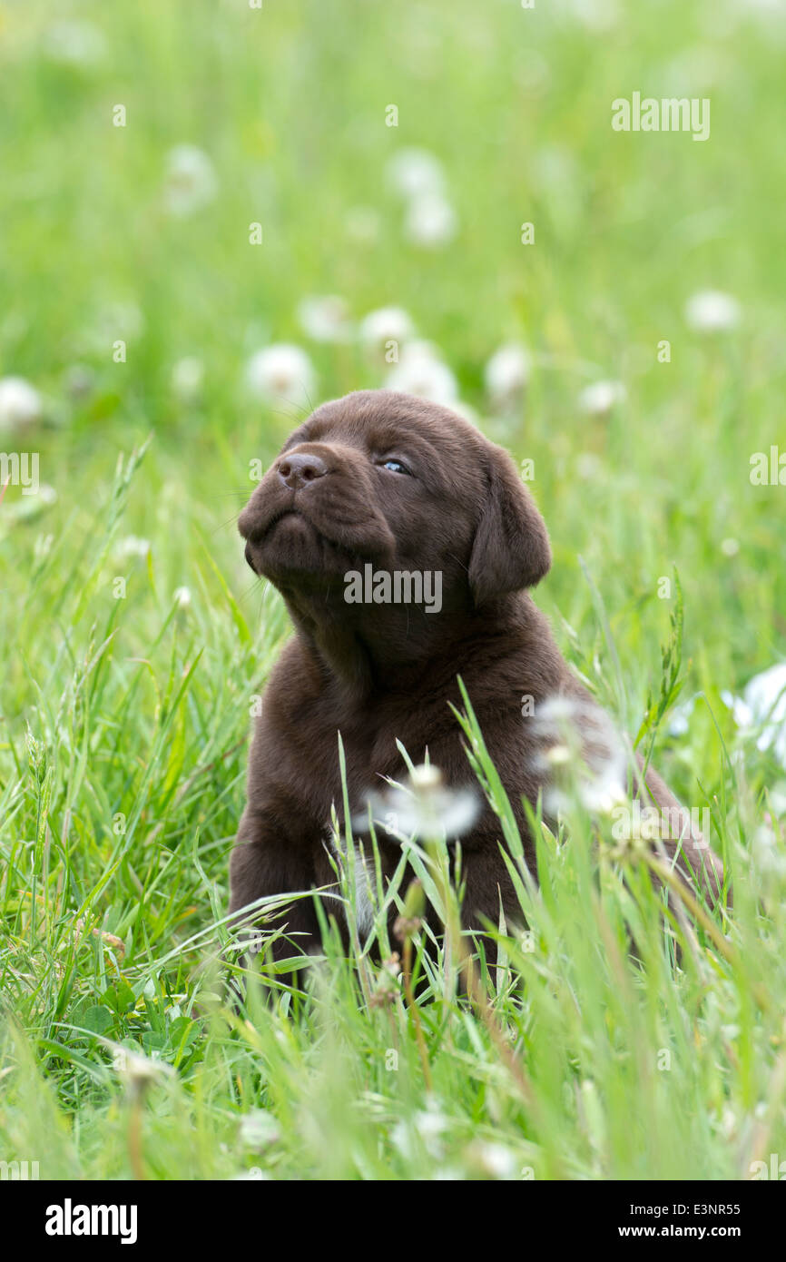 Chocolate labrador dog sitting hi-res stock photography and images - Alamy