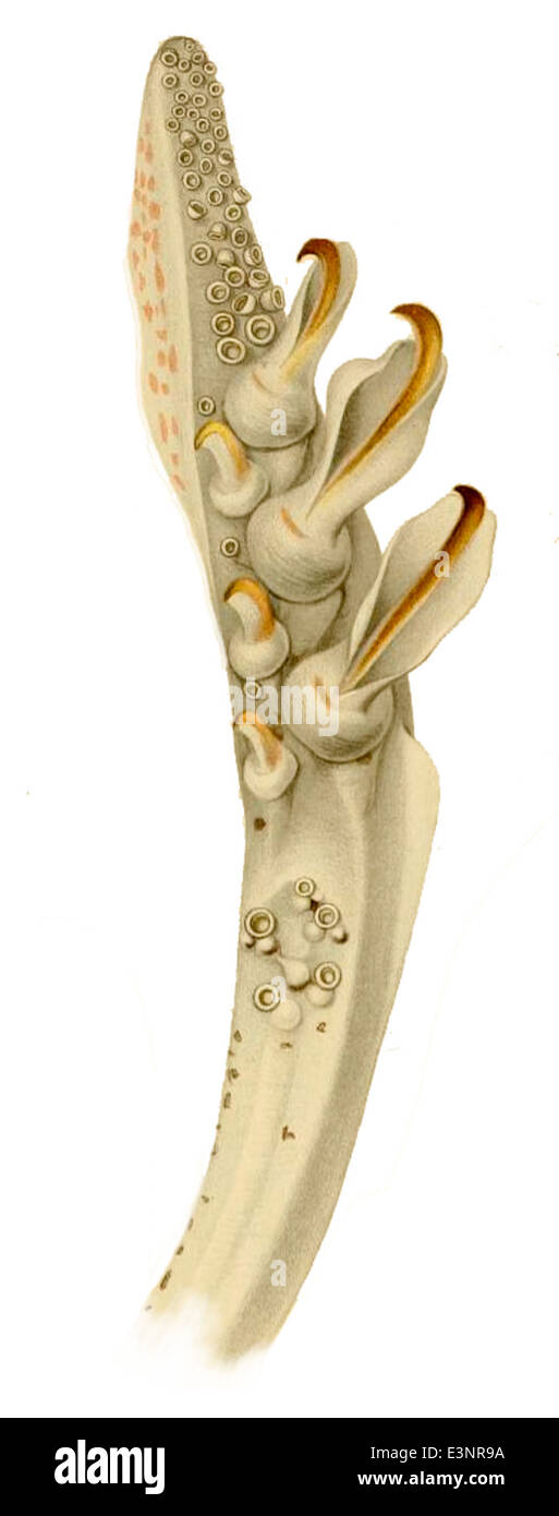 Adapted body Cut Out Stock Images & Pictures - Alamy