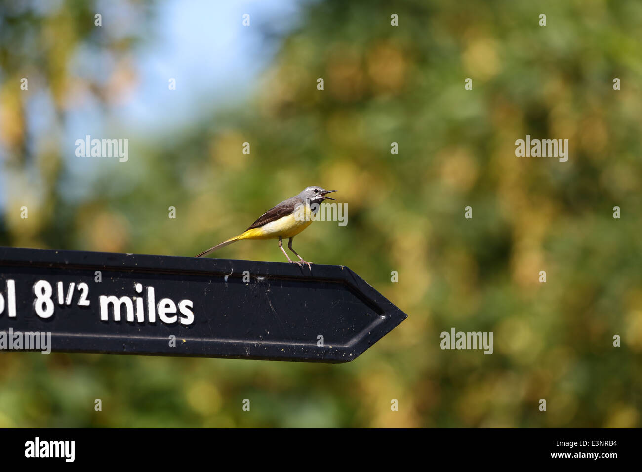 Wagtail wagtails hi-res stock photography and images - Alamy