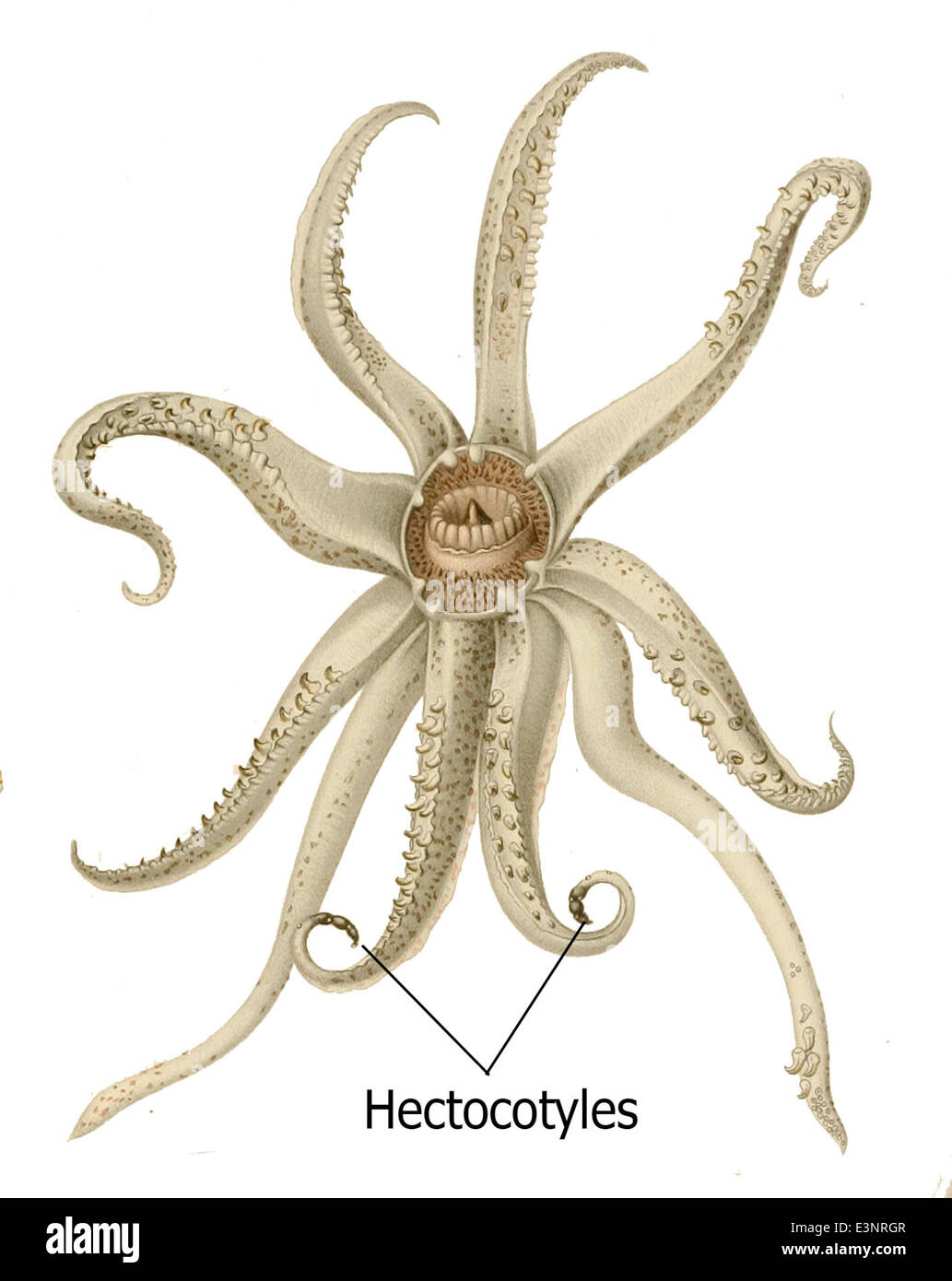 Hectocotylus arm of a squid hi-res stock photography and images - Alamy
