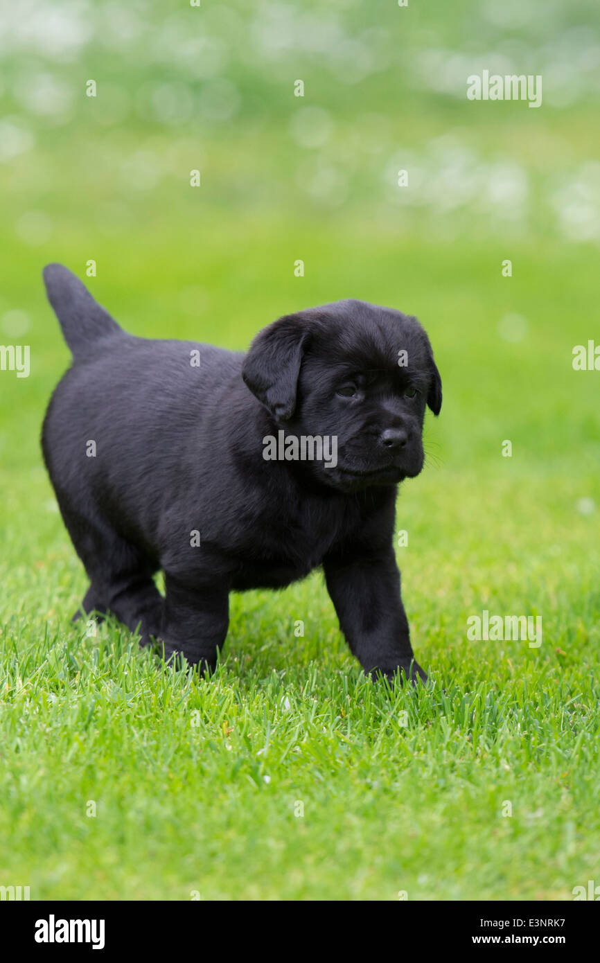 Schwarze Labrador Welpen "Black Labrador Retriever – Schwarze