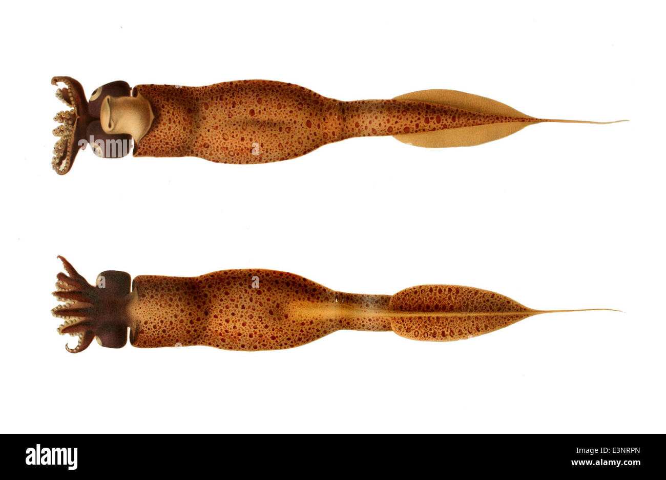 Pavo Cut Out Stock Images & Pictures - Alamy