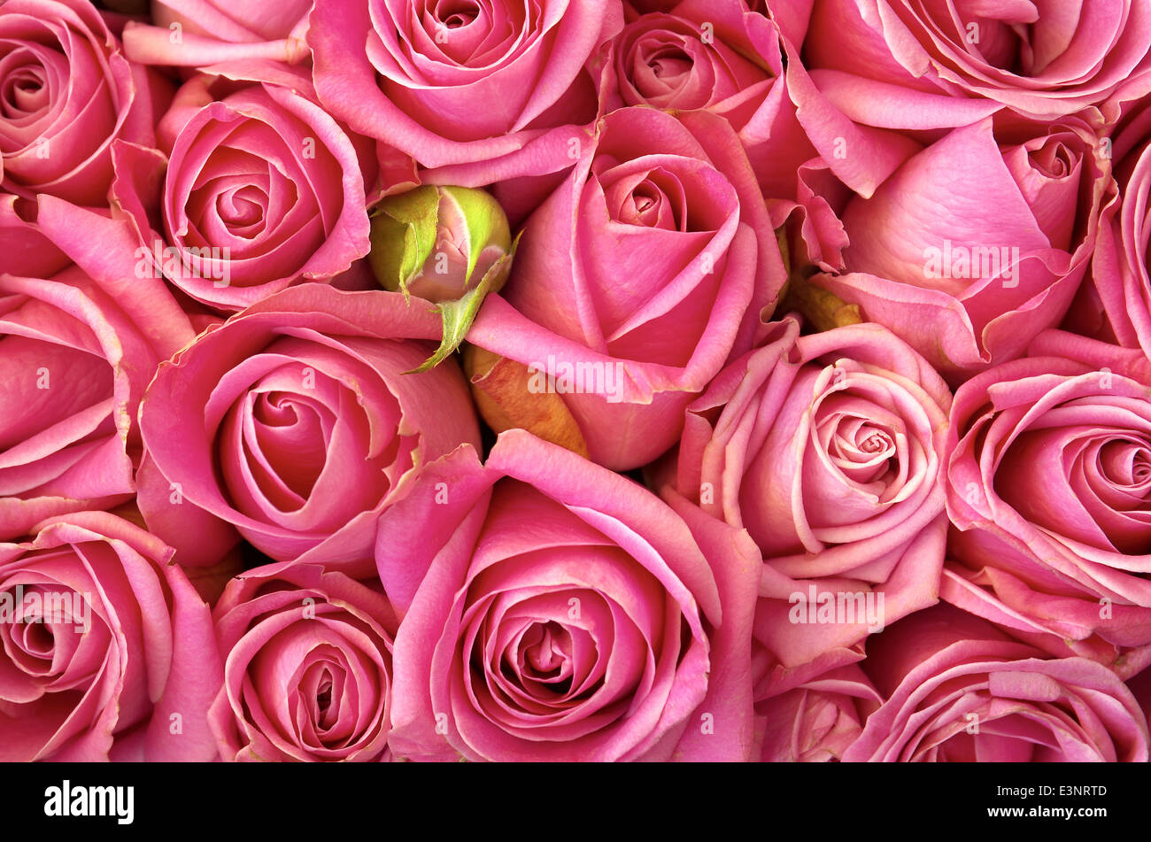 Background of a bed of beautiful pink roses Stock Photo - Alamy