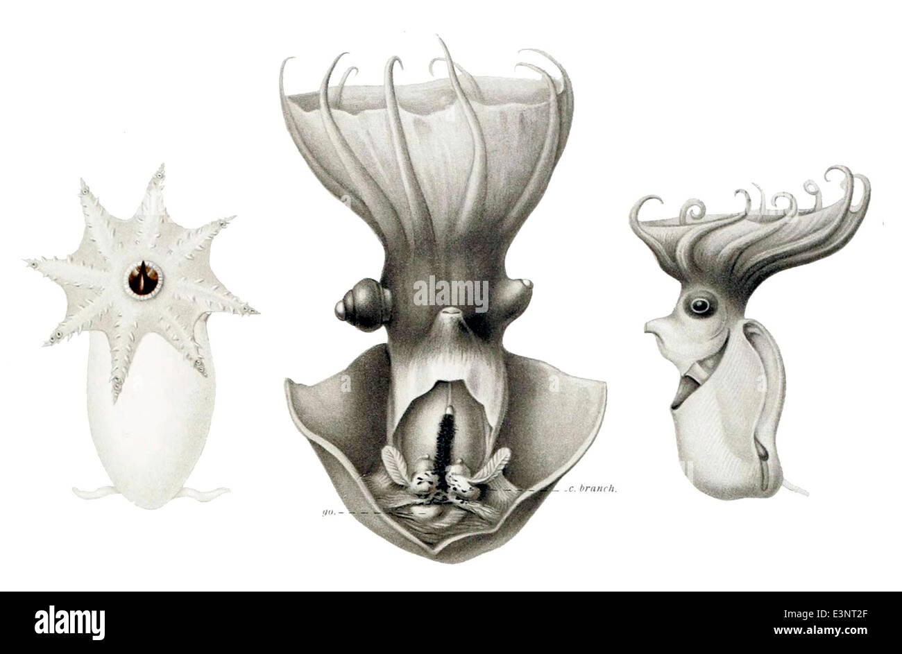 Vampyroteuthis hi-res stock photography and images - Alamy