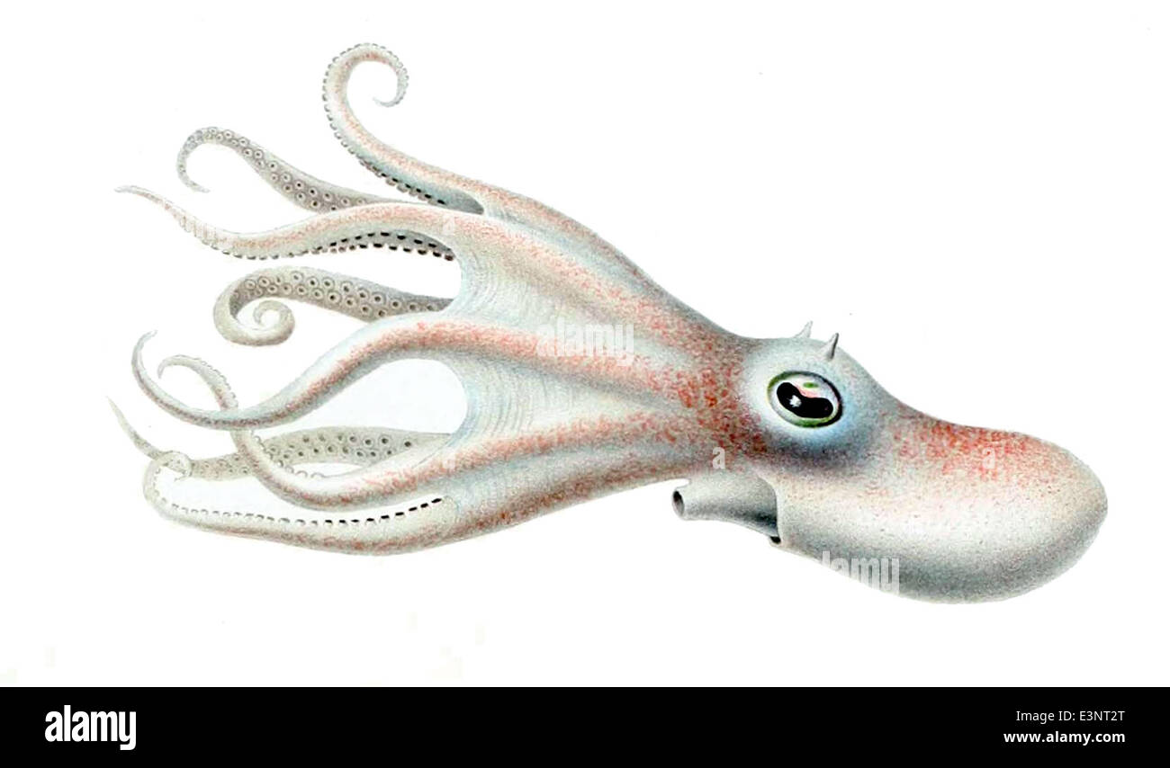 Bathypolypus valdiviae is a species of deep-sea octopus, known for its ...