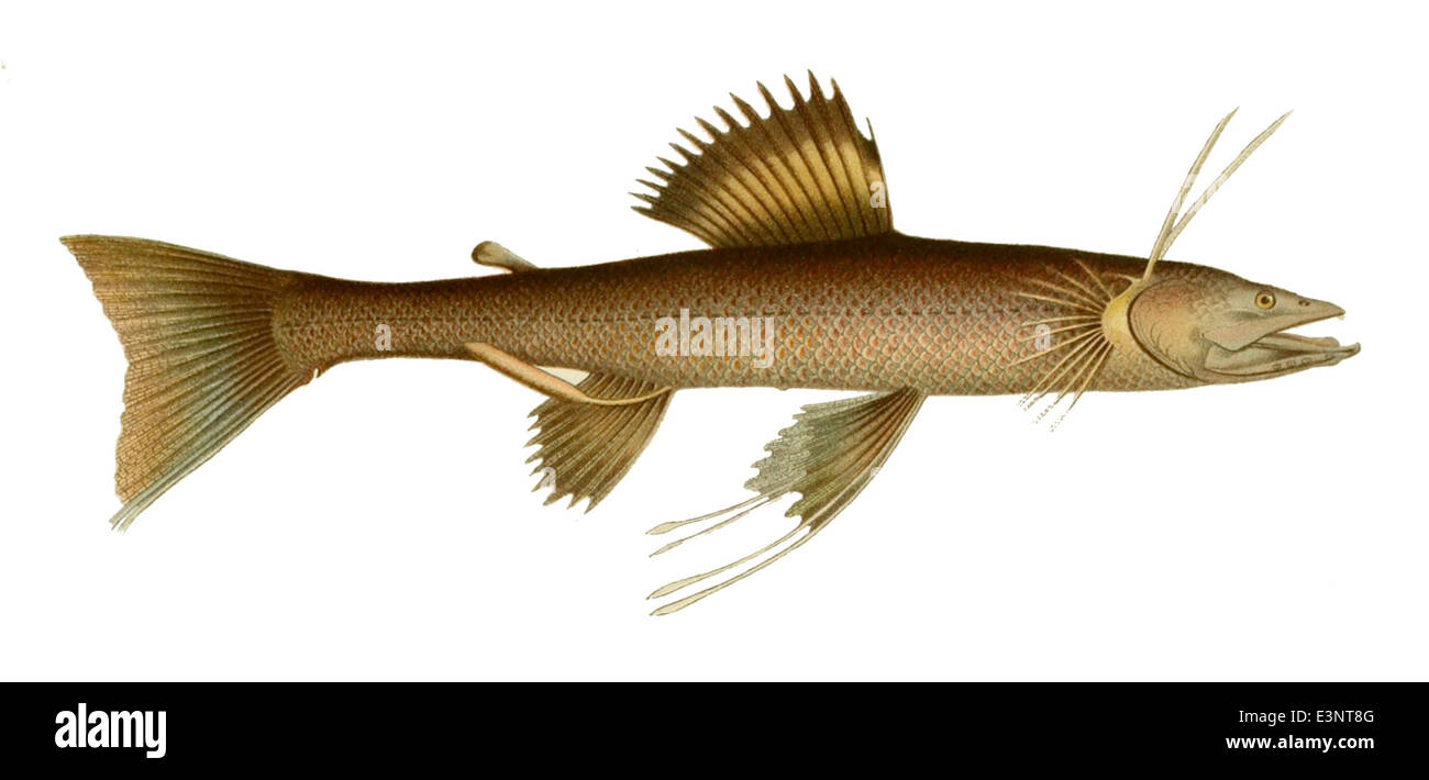 Atlantic ocean species Cut Out Stock Images & Pictures - Alamy