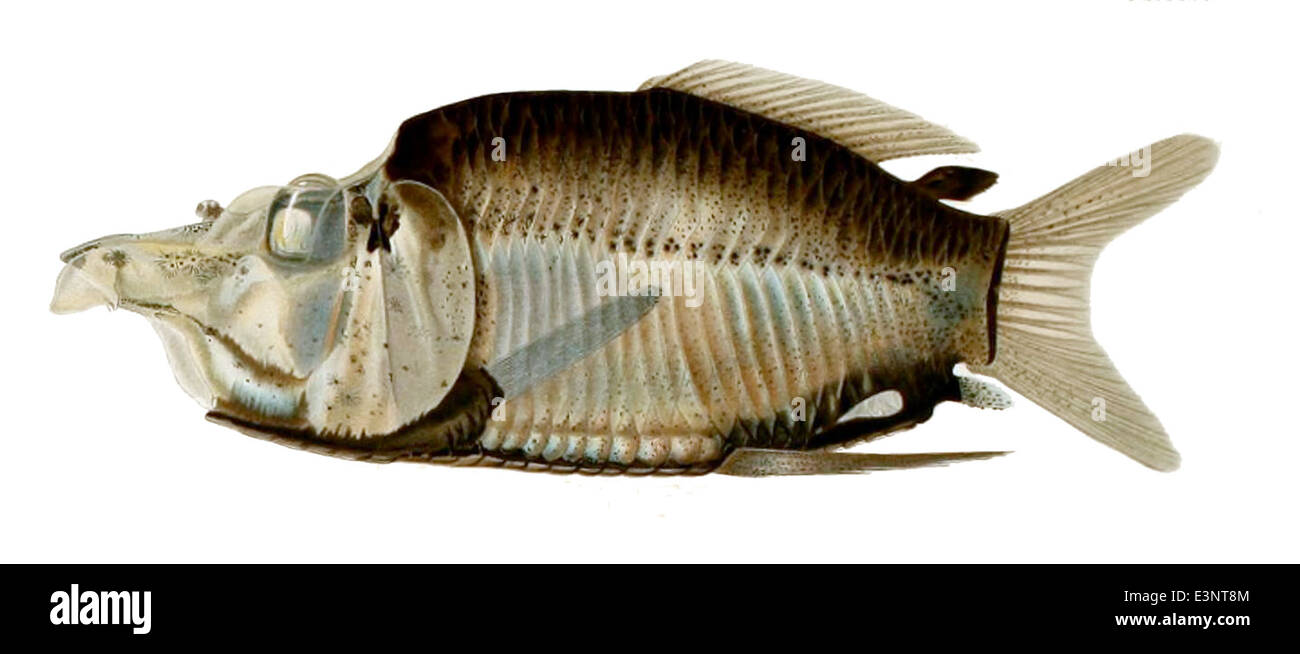 Opisthoproctus grimaldii, known as Grimaldi's barreleye, is a deep-sea ...