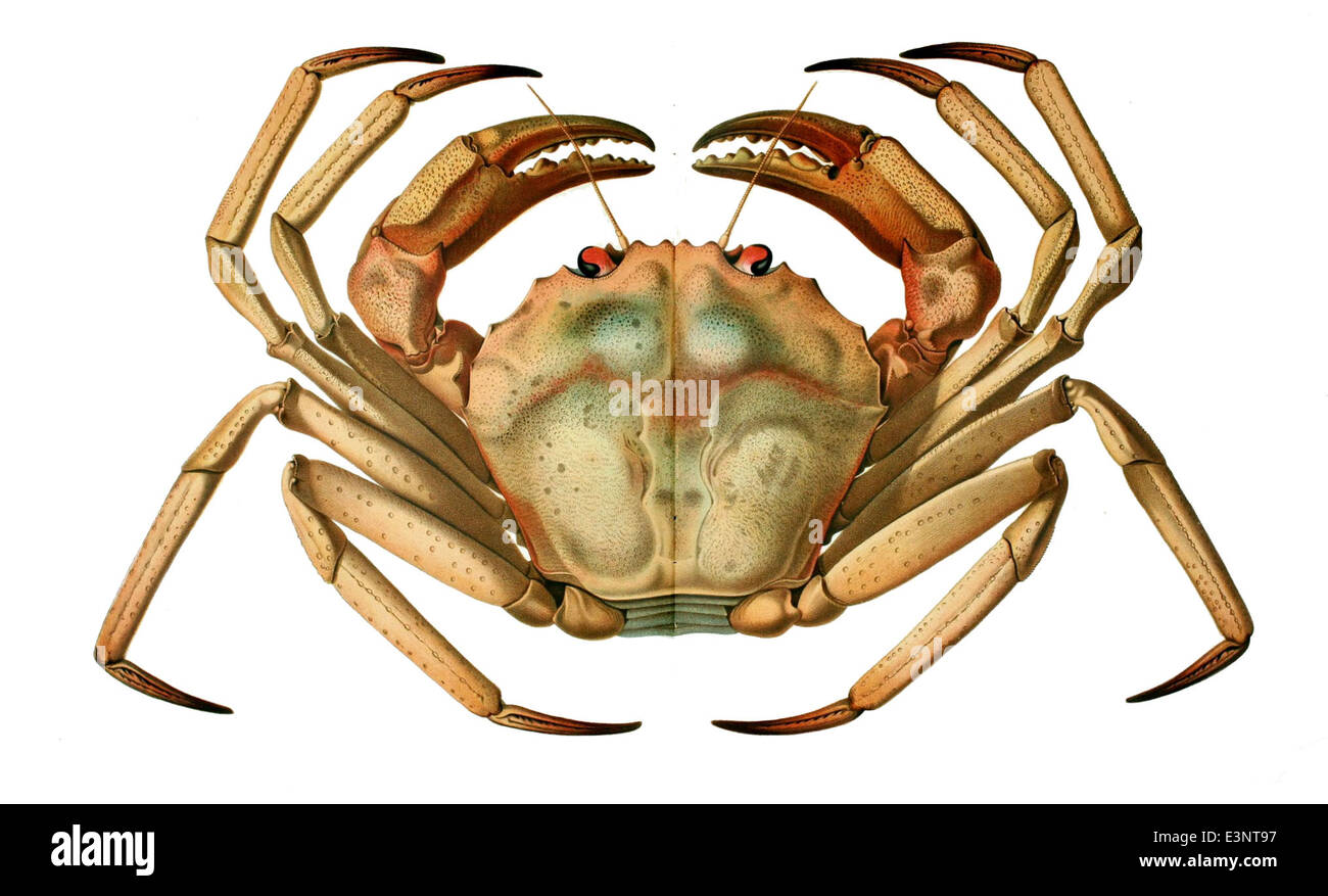 Chaceon affinis hi-res stock photography and images - Alamy