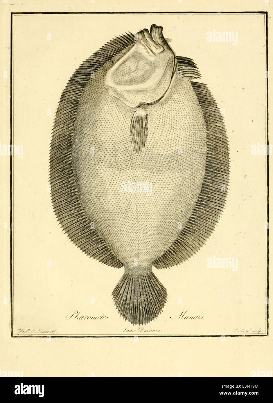 Mancus is a genus of marine fish within the family Antennariidae ...