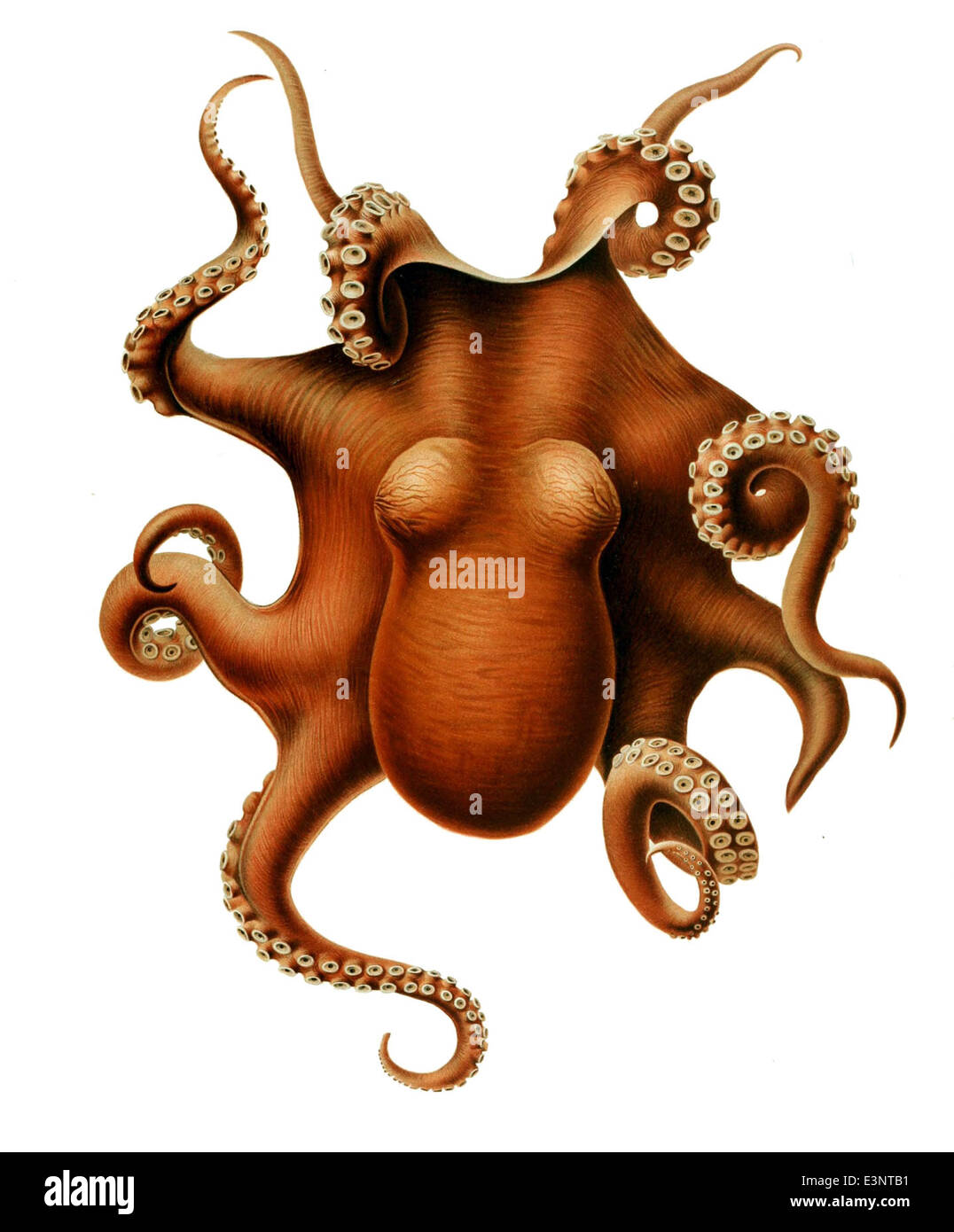 Various cephalopod species Cut Out Stock Images & Pictures - Alamy
