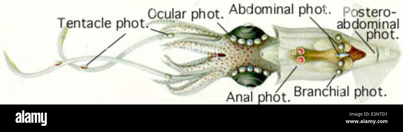 Lycoteuthis is a genus of deep-sea squid known for its unique ...
