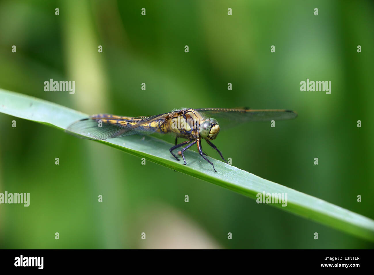 common darter dragonfly Stock Photo - Alamy