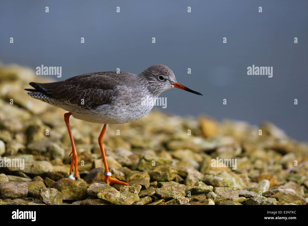 British wading birds hi-res stock photography and images - Alamy