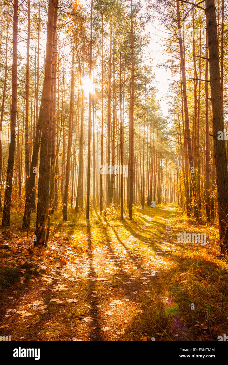 Sunny way hi-res stock photography and images - Alamy