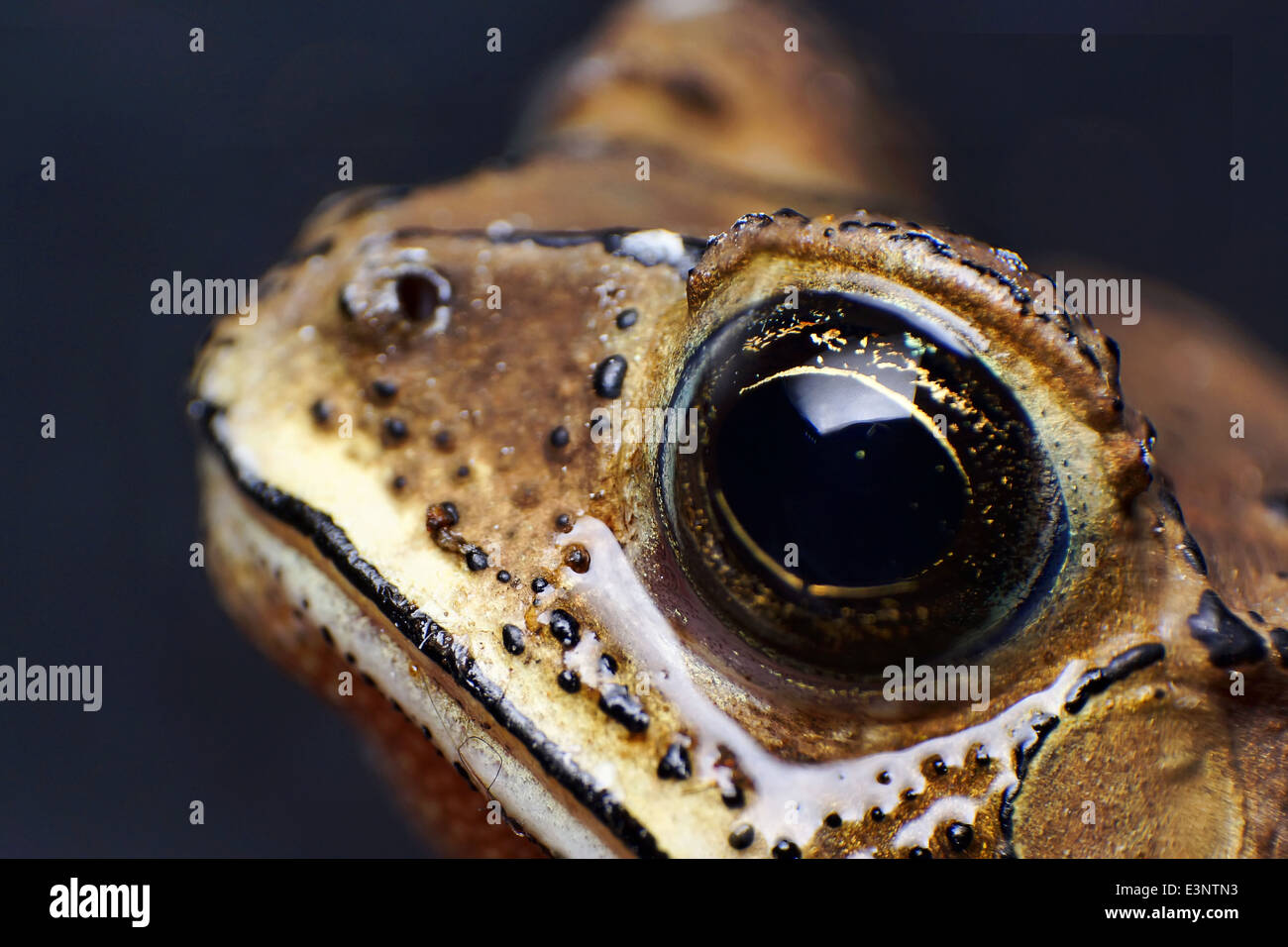 Frog eye hi-res stock photography and images - Alamy