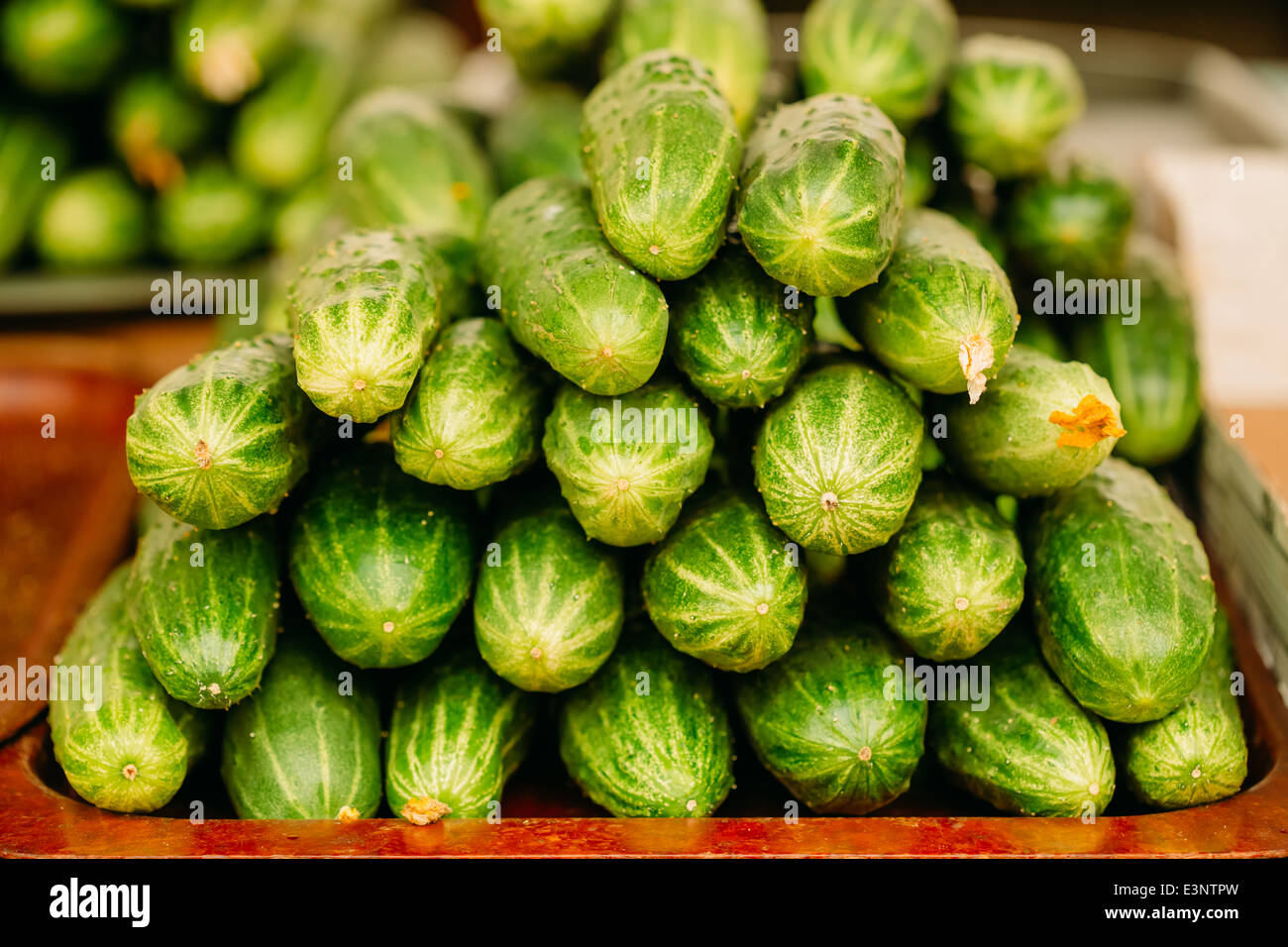 Cucumber. Cucumbers. Growing Organic Cucumbers. Pile Of Ripe Cucumbers ...