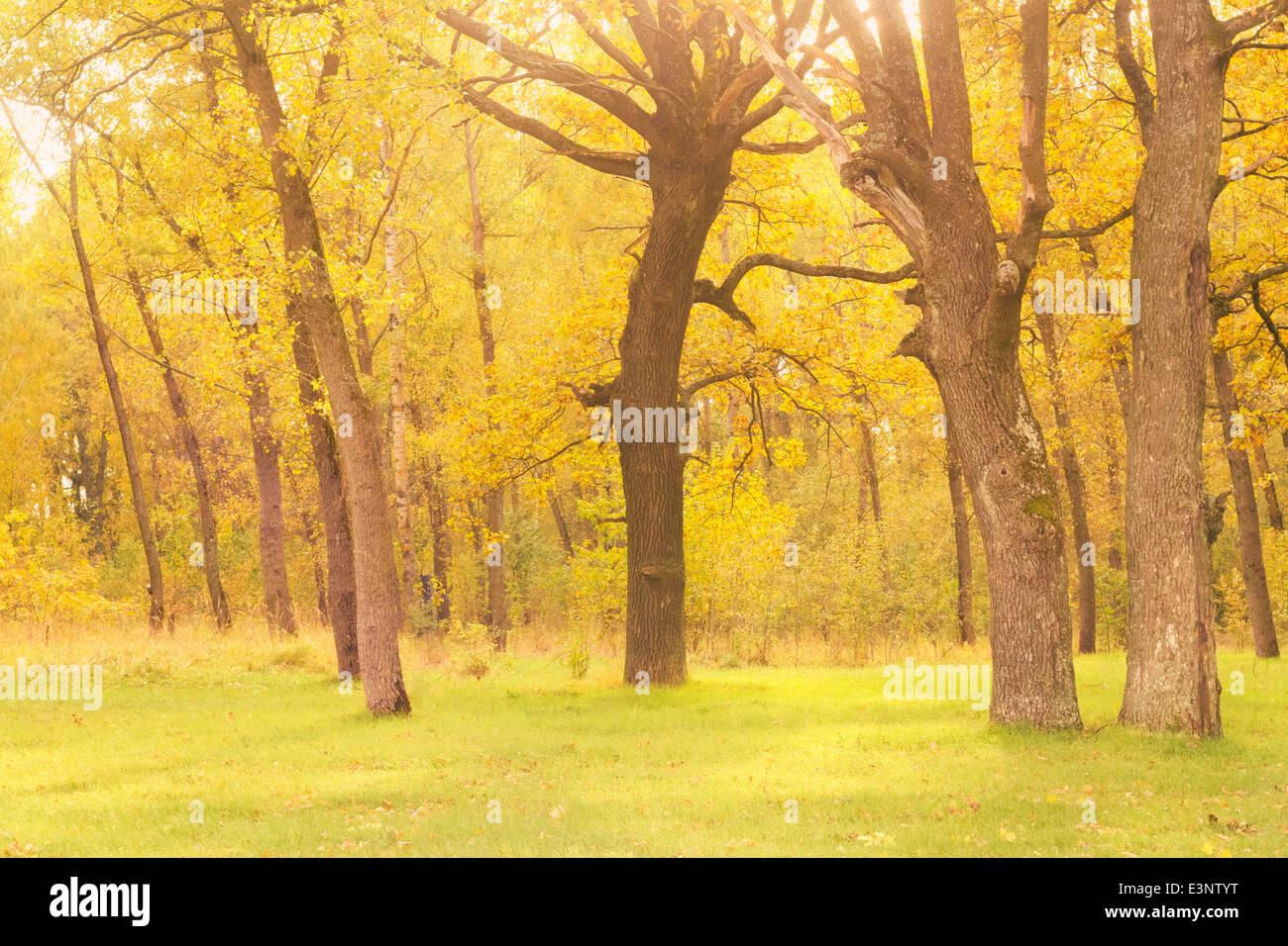 Summer autumn oak forest. Russian nature Stock Photo - Alamy