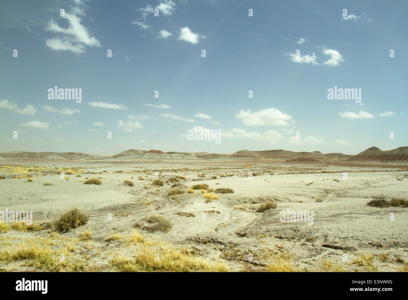 Desert landscape in Petrified Forest National Park in spring with wild ...