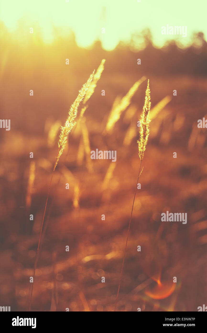 Dry Red Grass Field In Sunset Sunlight. Beautiful Yellow Sunrise Light ...
