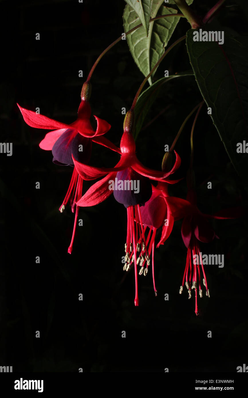 Climbing fuchsia hi-res stock photography and images - Alamy
