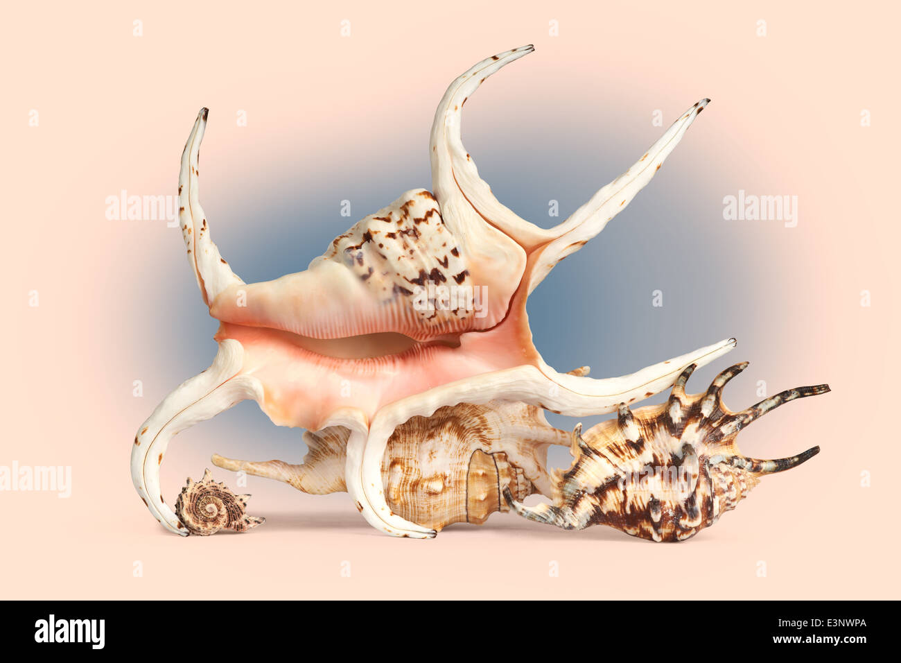 Sea shells in retro style Stock Photo - Alamy