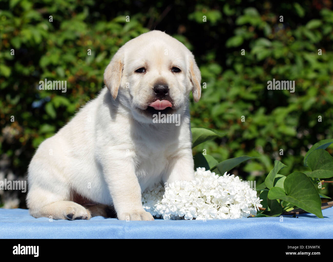 happy yellow labrador puppy in spring with flowers Stock Photo - Alamy