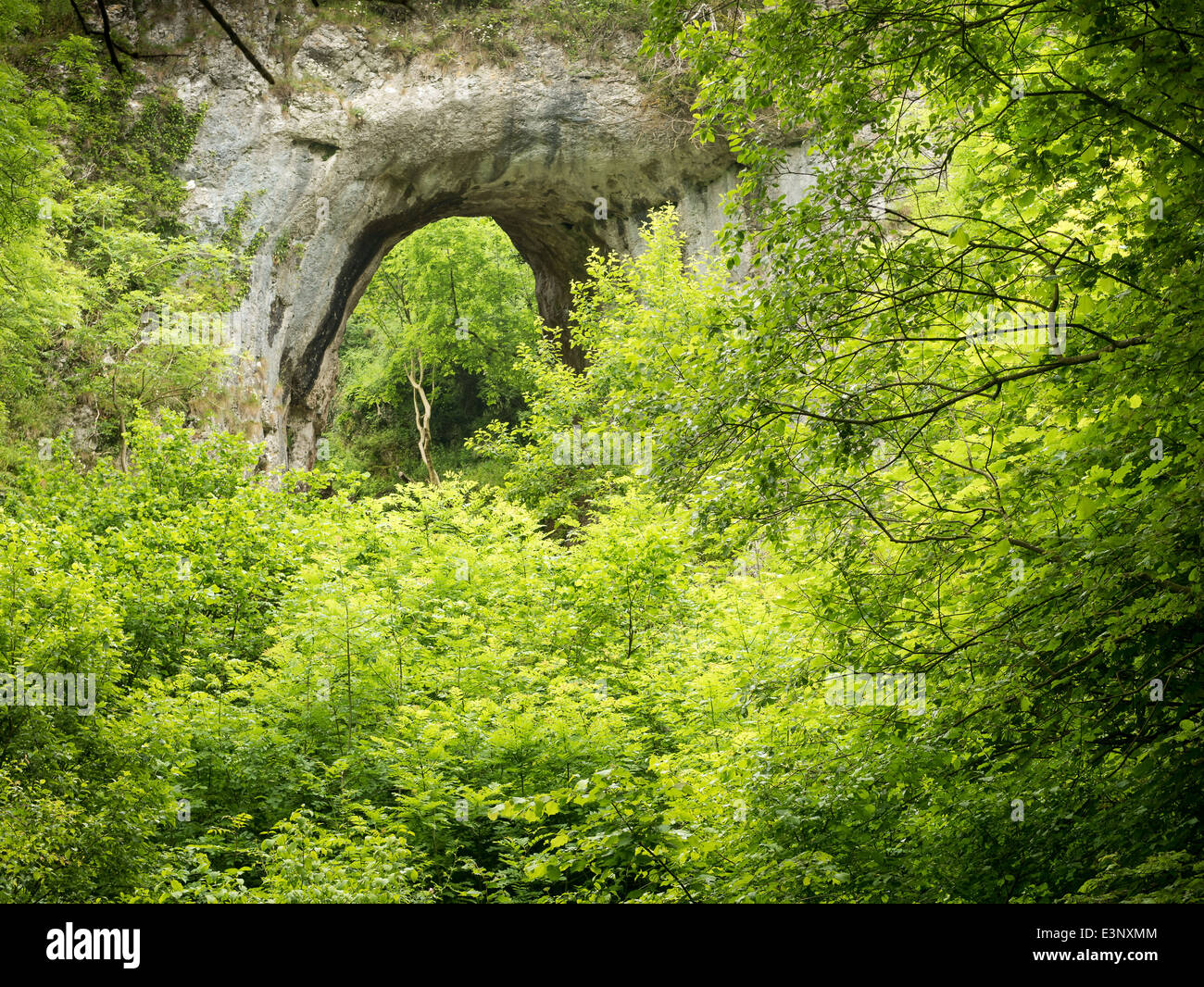 Natural arch rock with trees growing around and on it in teh english ...