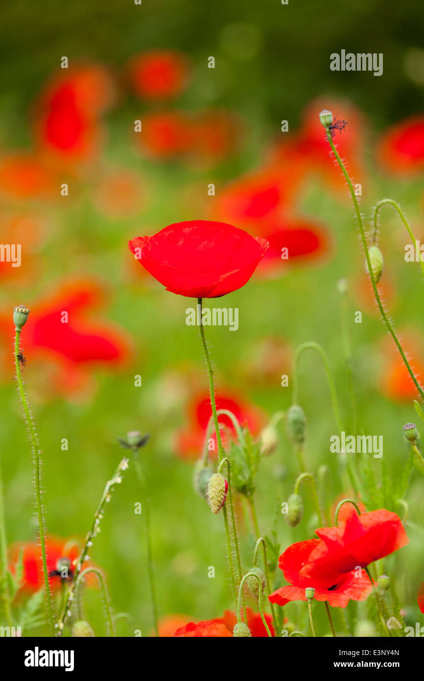 Poppies / plants / plant / Poppy field / fields, commemorating the ...