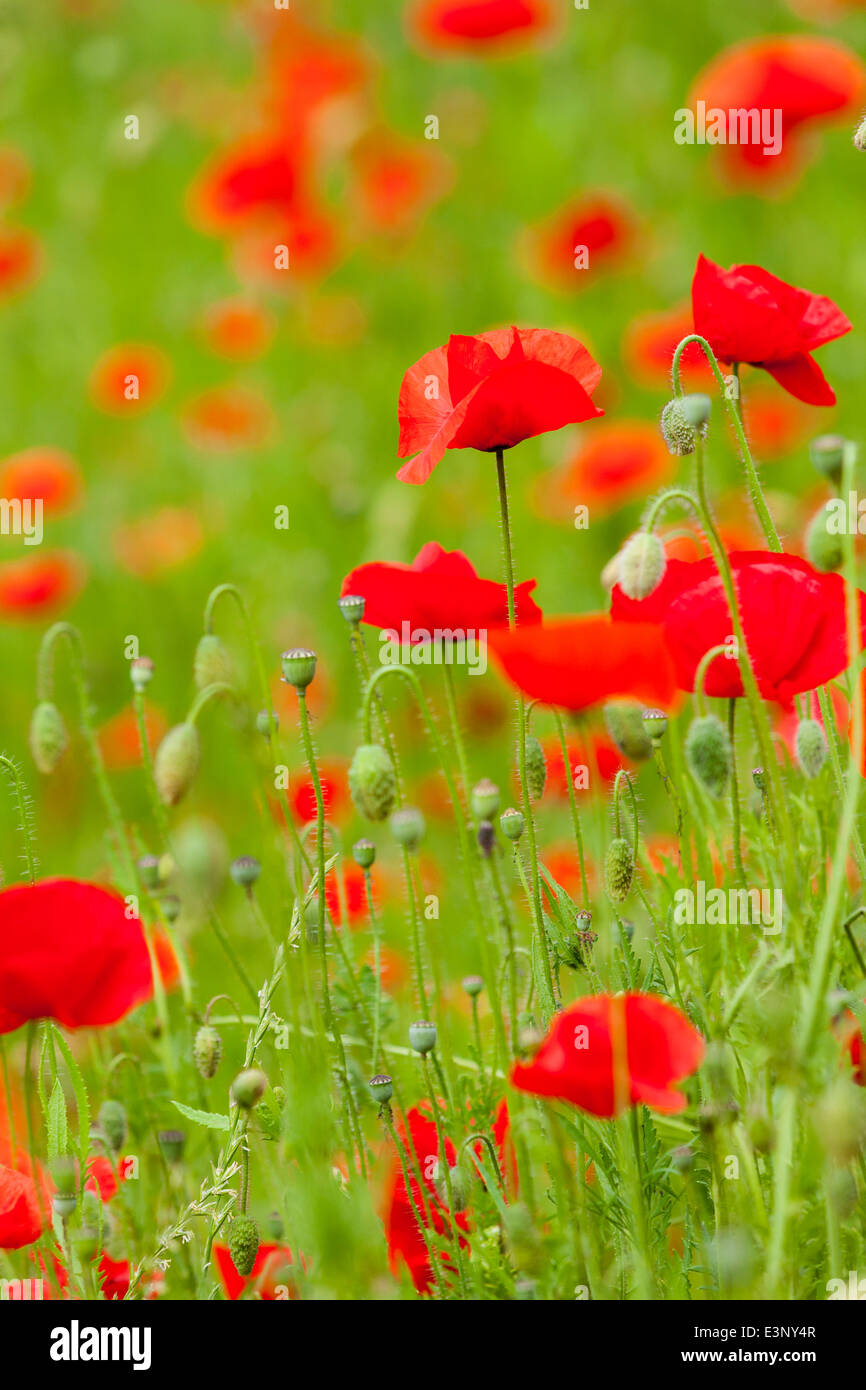 Poppies / plants / plant / Poppy field / fields, commemorating the ...