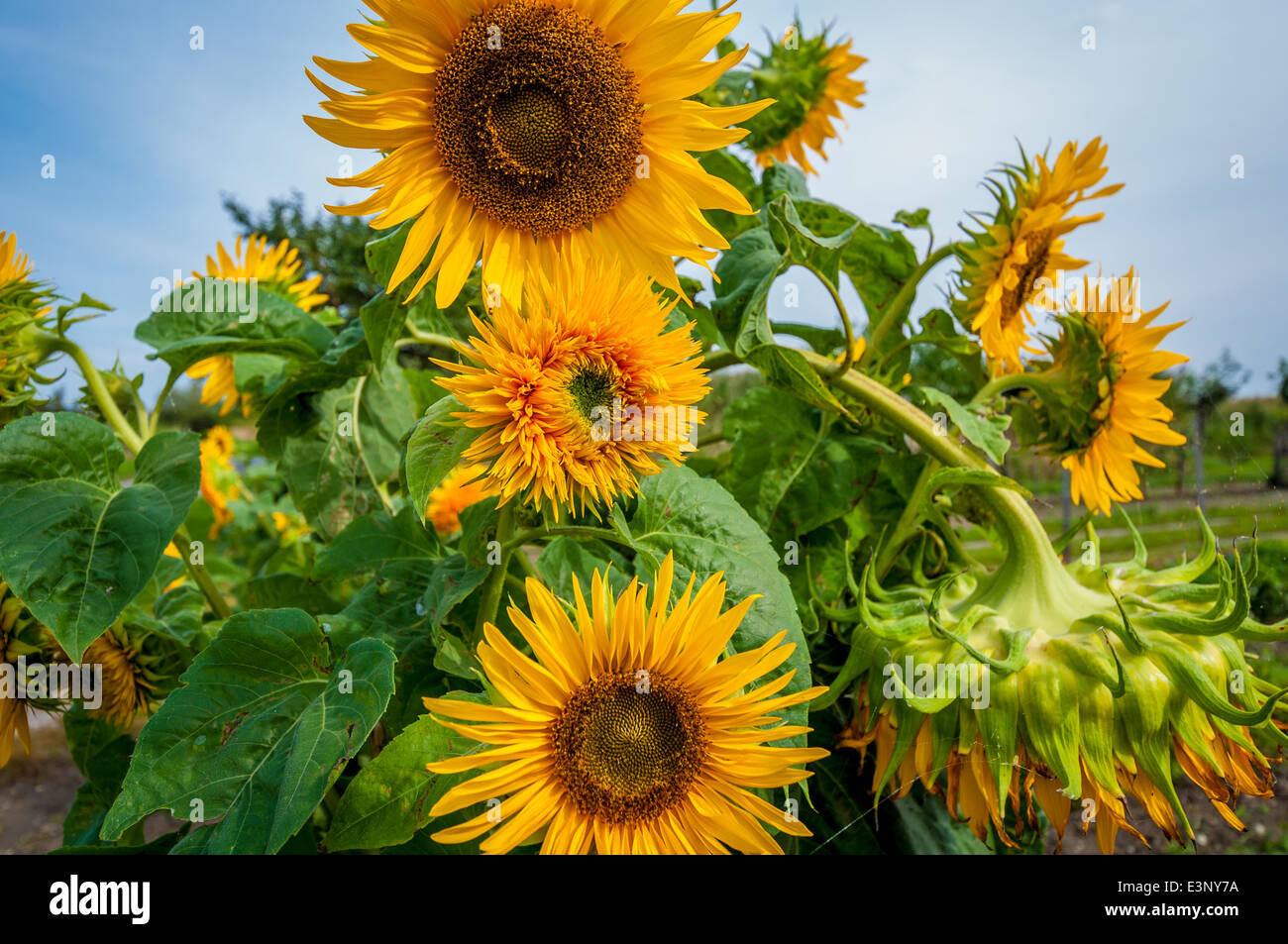 Bright yellow sunflowers Stock Photo - Alamy