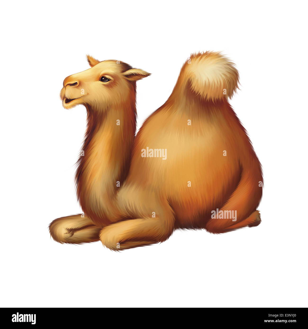 The domestic camel resting, laying on the ground Stock Photo - Alamy