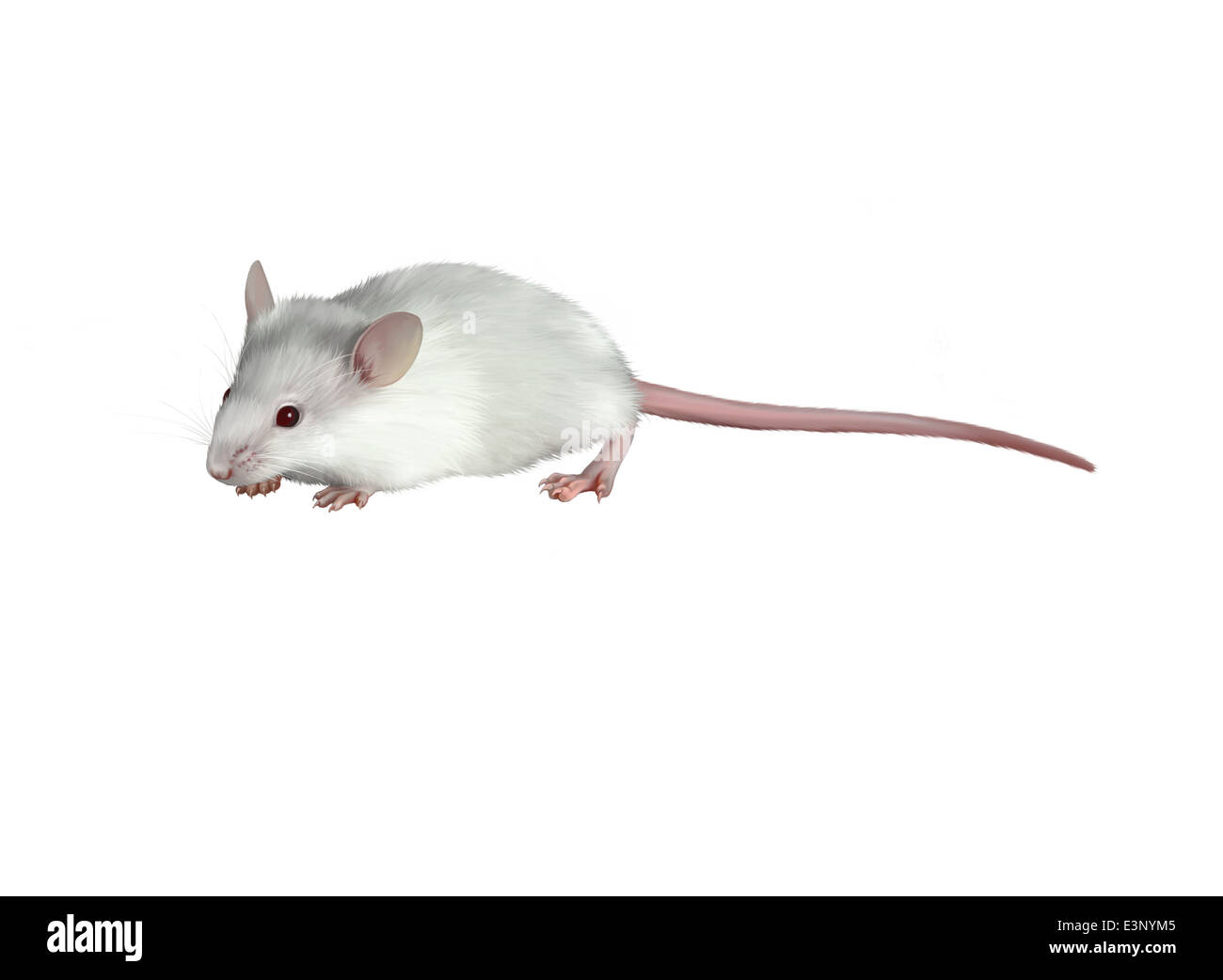 White child cute mouse on white background Stock Photo - Alamy