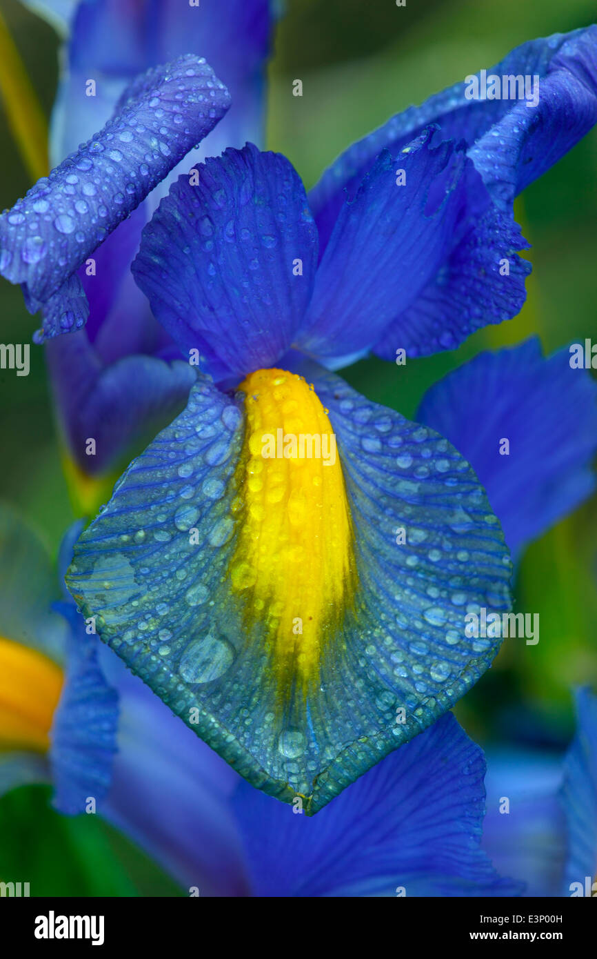 Blue magic iris hi-res stock photography and images - Alamy