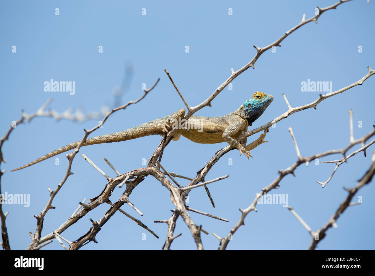 A blue headed Agama Lizard camouflaged in a dry camelthorn tree Stock ...