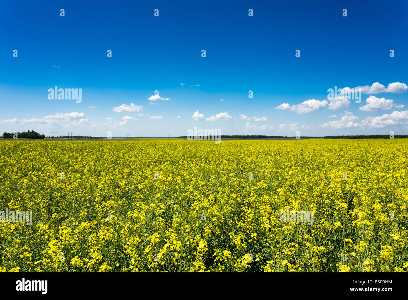 Green field blue sky. Early summer, flowering canola (rape ...