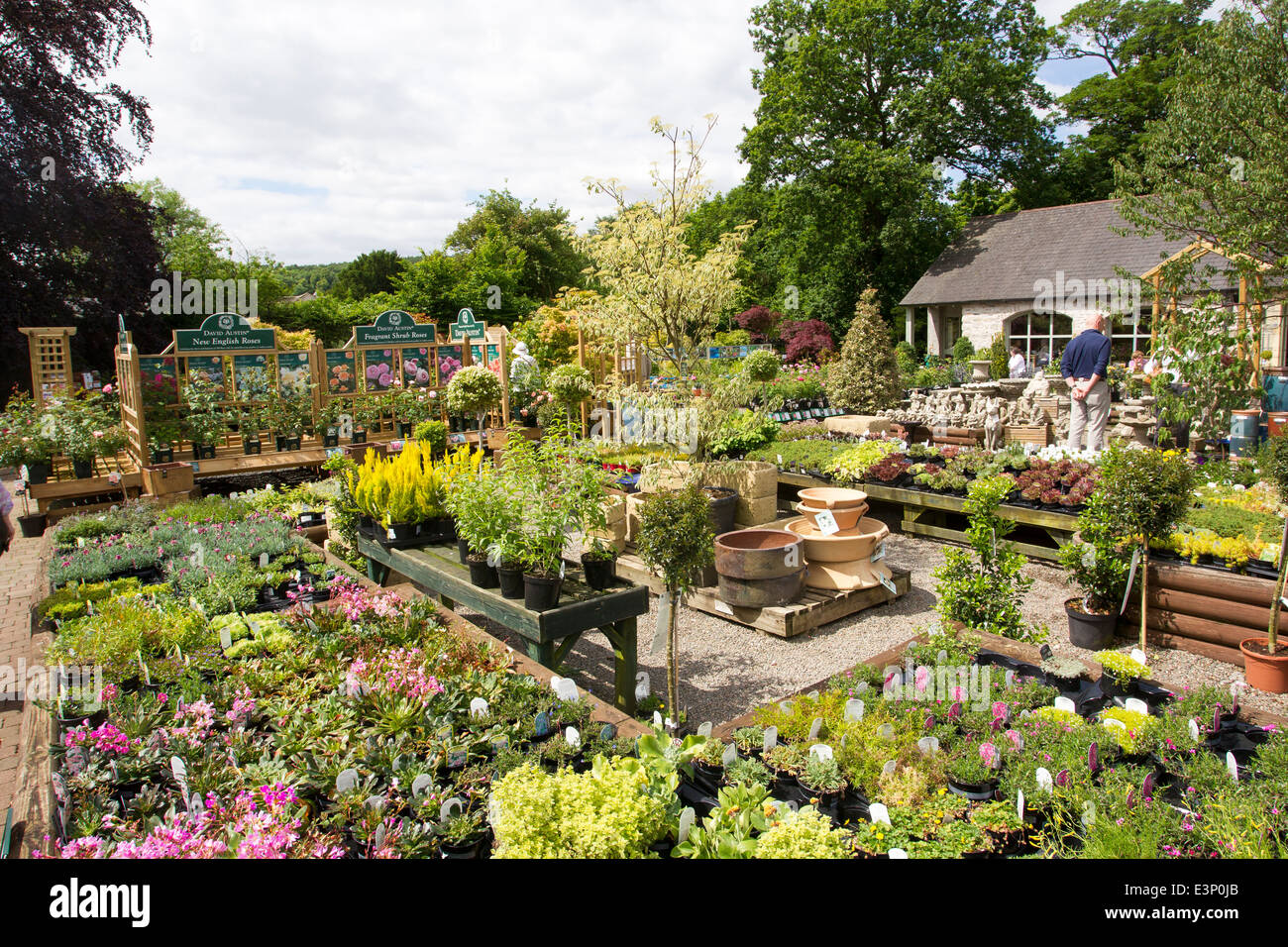 Beetham Nurseries garden centre Stock Photo - Alamy