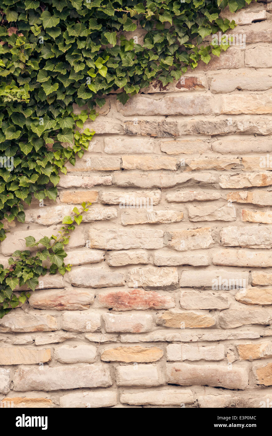 Ivy vines climbing up old, rustic stone wall Stock Photo - Alamy