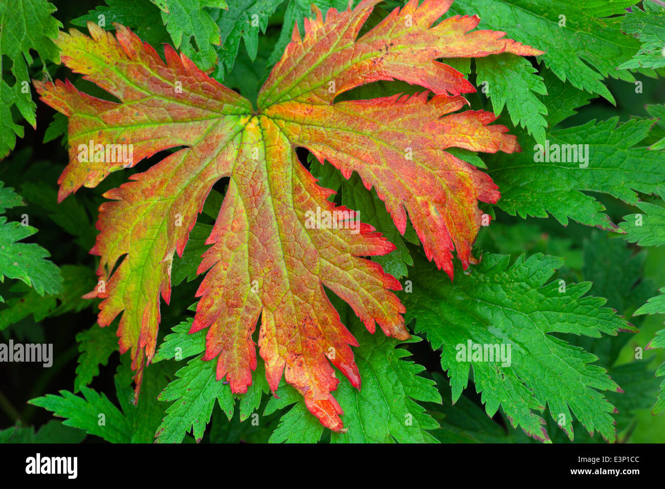 Geranium Procurrens changing leaf color from green to red Stock Photo ...