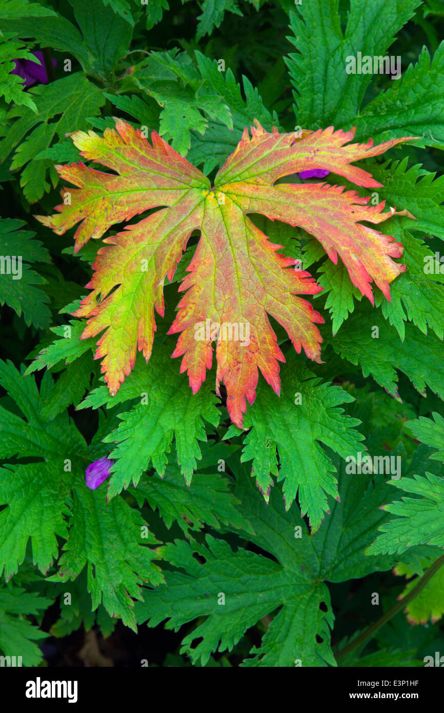 Geranium Procurrens changing leaf color from green to red Stock Photo ...