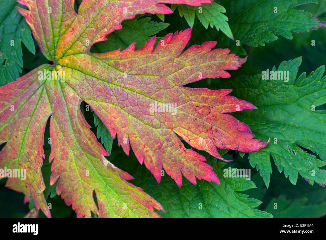 Geranium Procurrens changing leaf color from green to red Stock Photo ...
