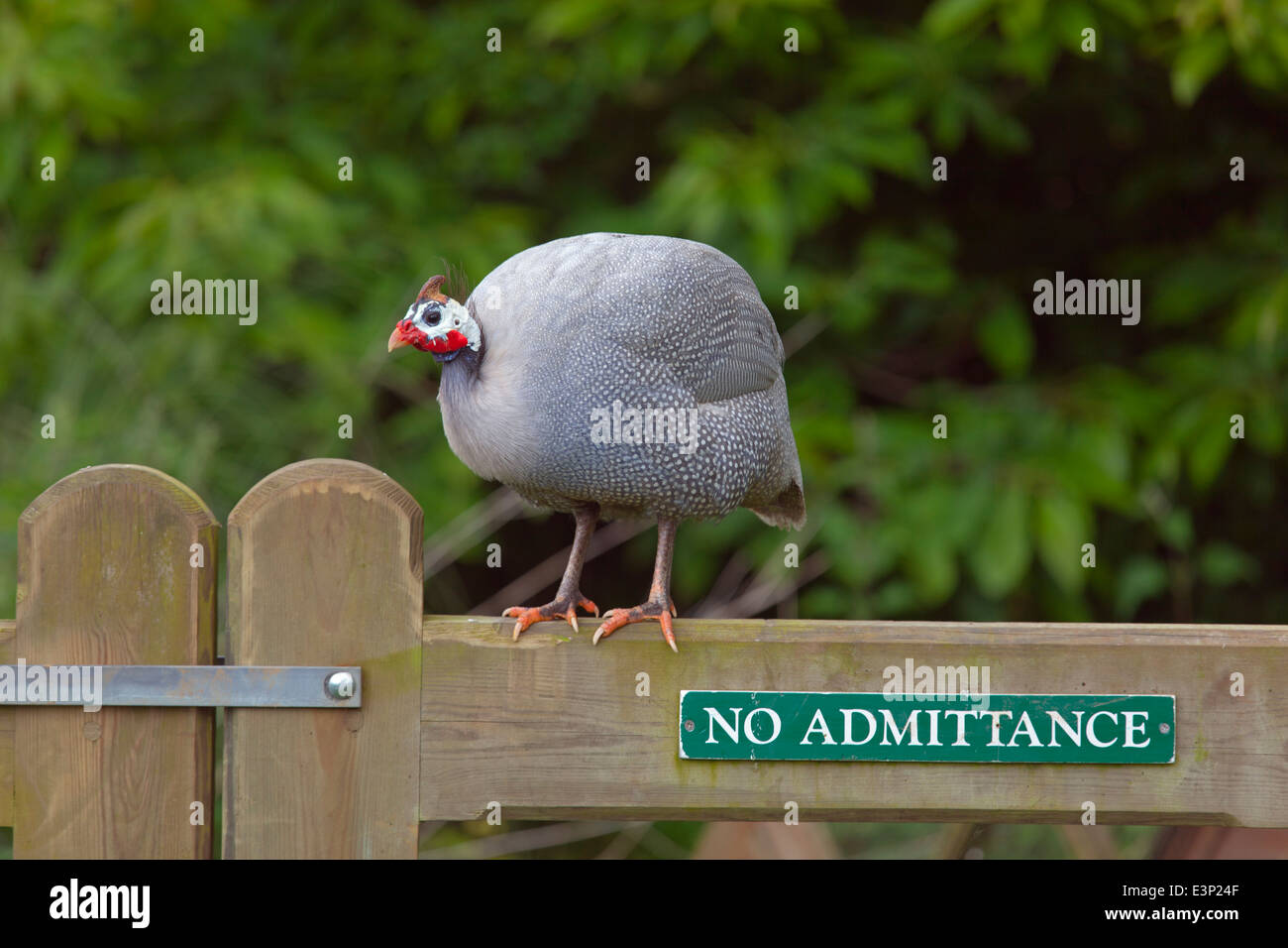 Guinea Fowl sitting on fence free range Norfolk UK Stock Photo - Alamy