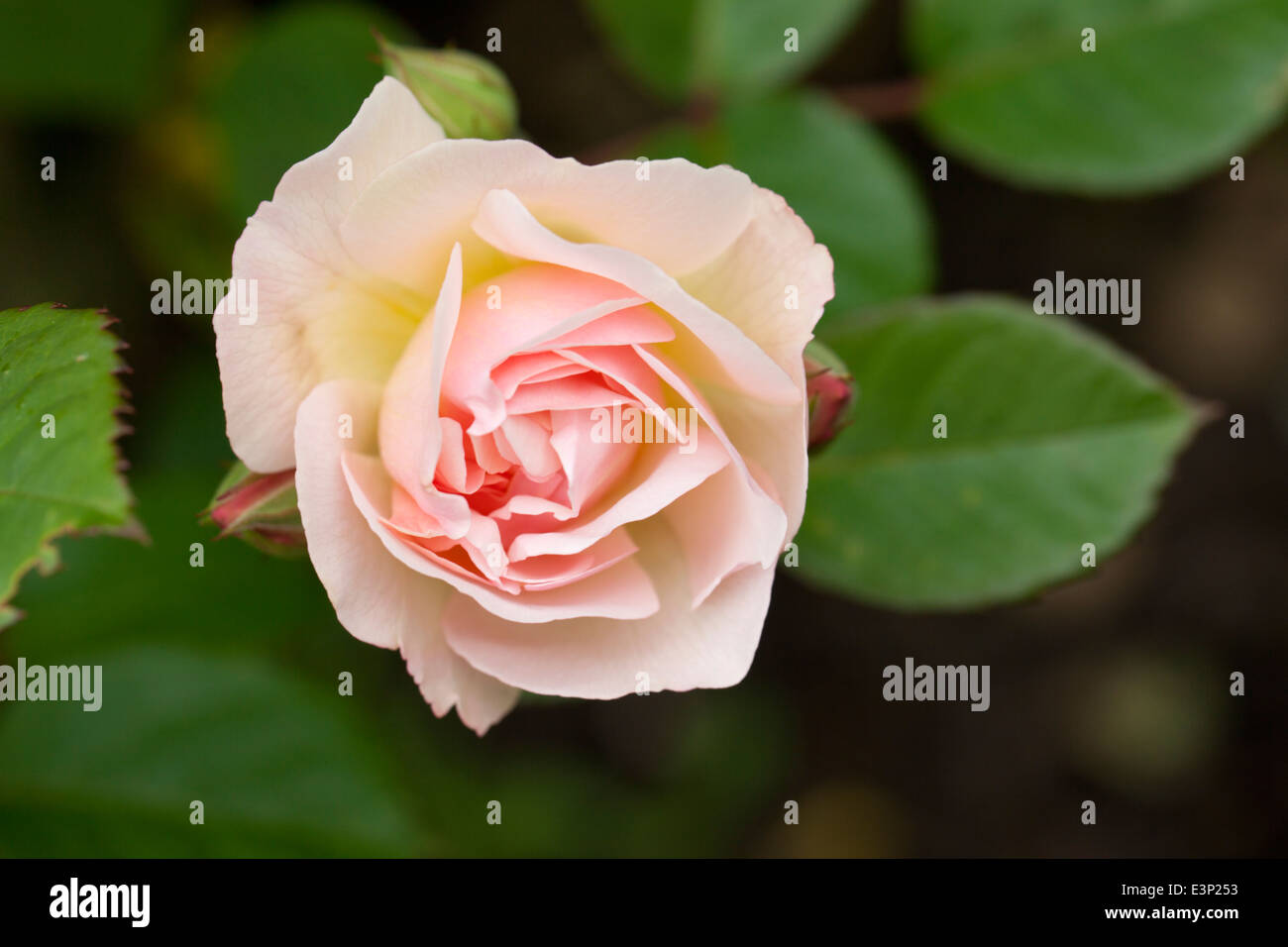 Close up Hybrid Musk Rose - Rosa Penelope flowering in an English ...