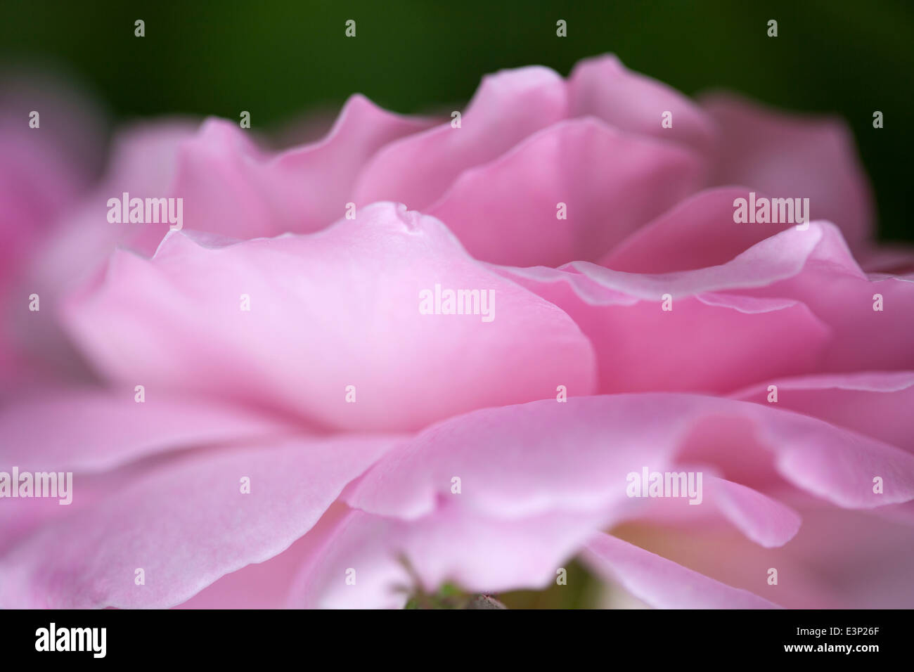Soft focus pink rose flower hi-res stock photography and images - Alamy