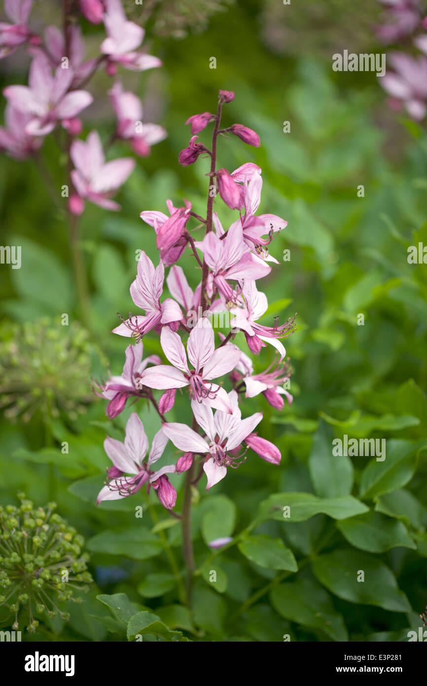 Close up of pink Dictamnus albus flowering in summer in an English ...