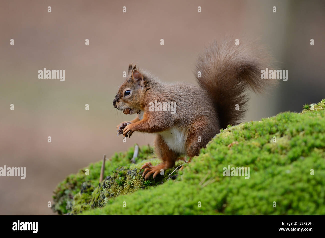 Red squirrel wildlife hi-res stock photography and images - Alamy